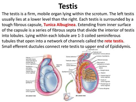 Ppt Inguinal Region And Secrotum Powerpoint Presentation Id1424523