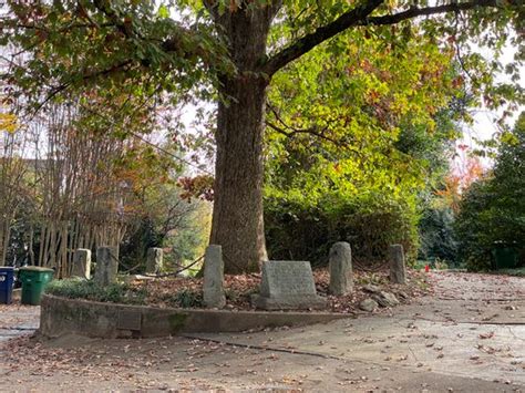 The Tree That Owns Itself In Athens