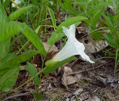 Calystegia Spithamaea Upright False Bindweed Go Botany