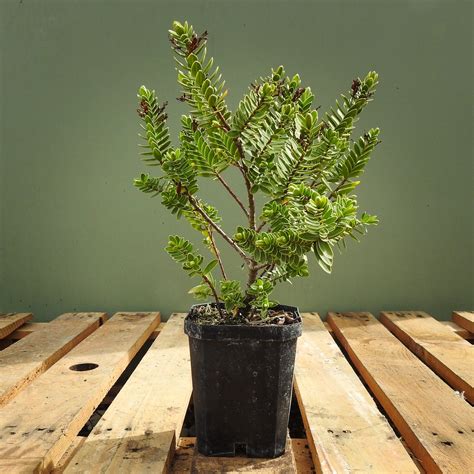 Hebe Wiri Mist — Statement Trees