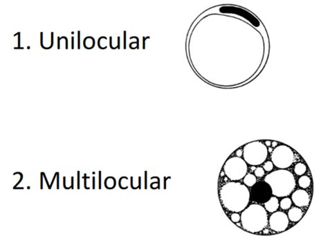 Adipose Tissue And Cartilage Flashcards Quizlet