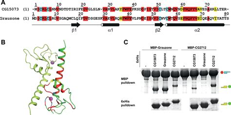 Grauzone Zad Forms Heterodimers With Its Paralog Cg15073 Zad A