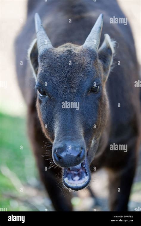 Lowland Anoa Bubalus Depressicornis Smallest Of The Wild Cattle