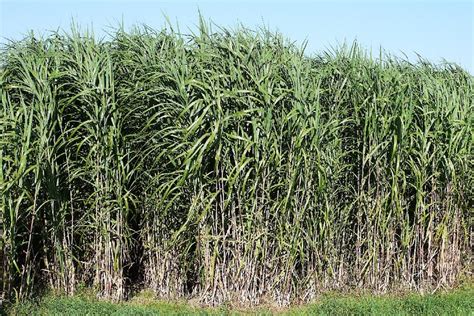 Miscanthus As An Example Of A Permanent Crop Download Scientific Diagram