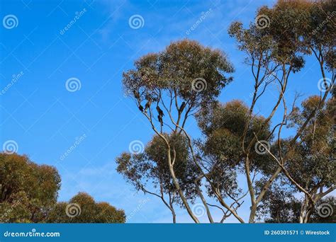 Low Angle View Of Growing Eucalyptus Trees In Background Of Sky Stock