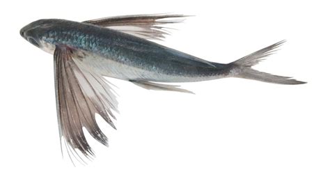 Flying Fish Animal Facts Exocoetidae A Z Animals