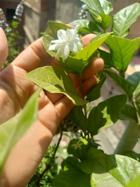 منتدى فتكات