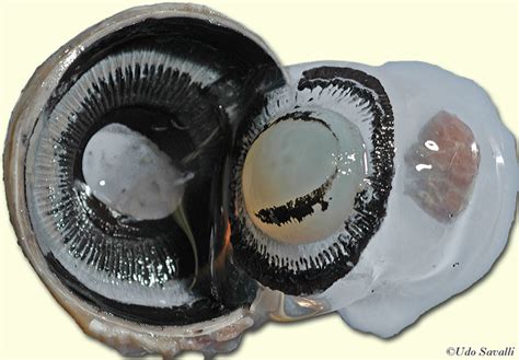 Lab 4 Cow Eye Dissection Diagram Quizlet