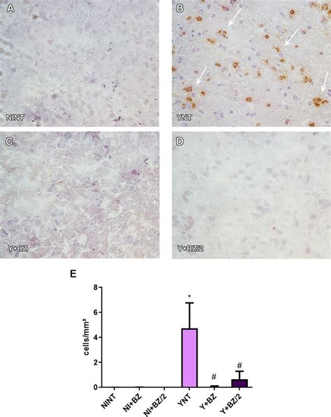 Analysis Of The Number Of Cd3 Cells By Immunohistochemistry In Mices