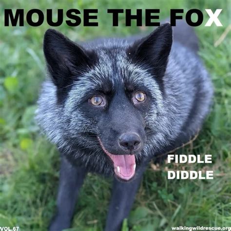 Stream Mouse The Fox Fiddle Diddle Vol 67 26 03 2023 By Mouse The Fox Listen Online For