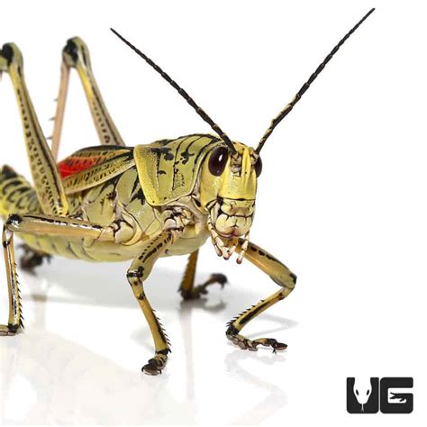 Adult Eastern Lubber Grasshopper For Sale Underground Reptiles