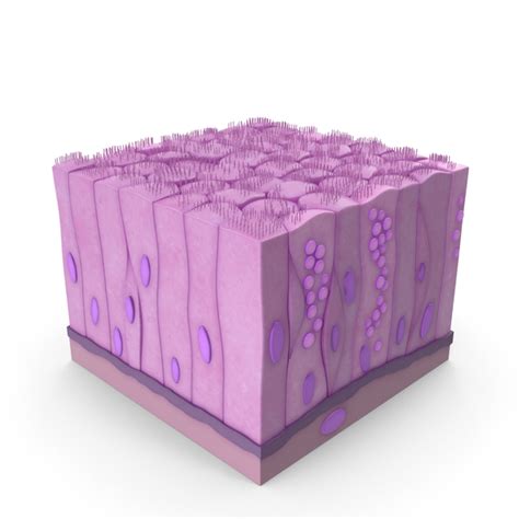 Simple Ciliated Epithelium Png Images And Psds For Download Pixelsquid