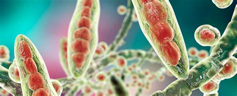 Cdc First Us Cases Of Severe Drug Resistant Ringworm Identified Sciencealert