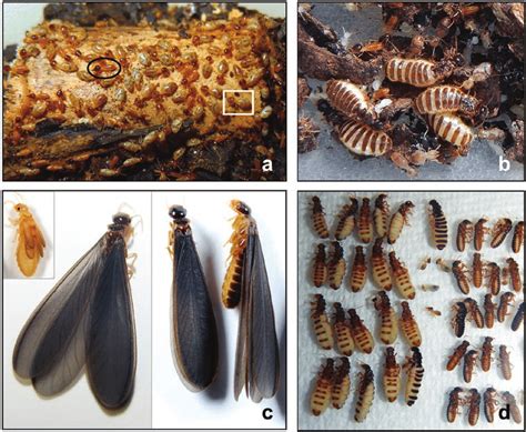 Conehead Termite Castes Featuring A Soldiers Black Oval With The