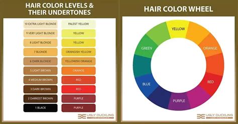 How The Color Wheel Really Works Hair Stylists Guide Ugly Duckling