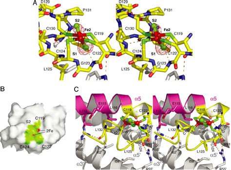Asymmetric Environment Of The 2fe 2s Cluster Of Soxr A