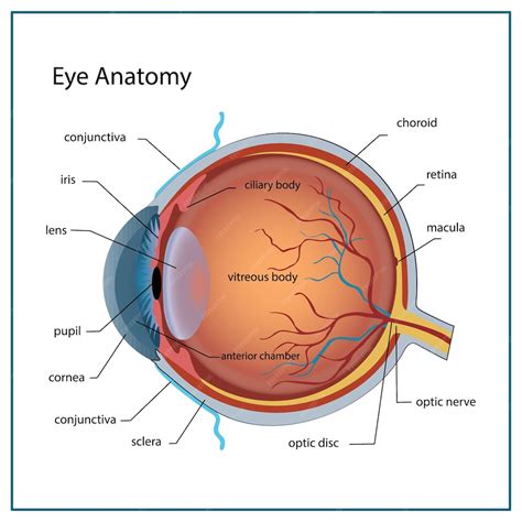 Premium Vector Eye Anatomy With Labeled Structure Scheme For Human