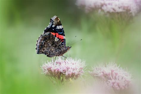 Species Distribution Model Photos Download The Best Free Species