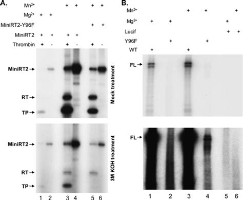 Cryptic Site Priming By Minirt2 And The Full Length Dhbv Rt Protein