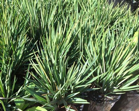 Dianella Revoluta Gardensonline