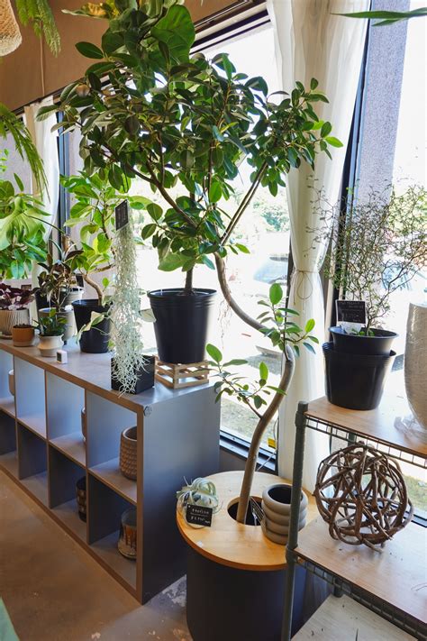プロに聞くおすすめ観葉植物3選。島根に誕生した「観葉植物のある暮らし」の悩みを解決してくれるお店｜安来市 Na Na（ナーナ）｜鳥取・島根