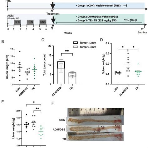 Tb Suppresses The Development Of Colon Tumors In Aom Dss Model A Download Scientific Diagram
