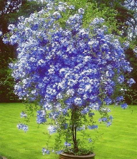 14 Best Trees Crepe Myrtle Images On Pinterest Nature Blue Garden