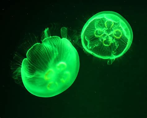 Vibrant Jellyfish Green Natures Radiant Marine Hue