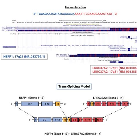 Genomic Mapping Of Junction Crossing Reads For Nsfp1 Lrrc37a2 A The