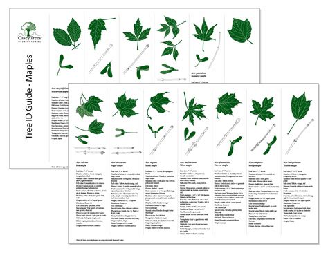 Maple Tree Types Leaf Identification Neryelements