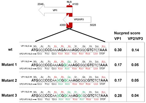 Mutagenesis Design Wild Type Mpyv Overlapping Coding Sequences For Vp1