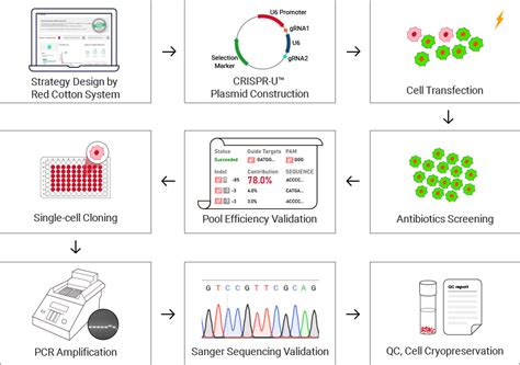 Tmem67 Knockout Cell Line Mgc 803 Ubigene