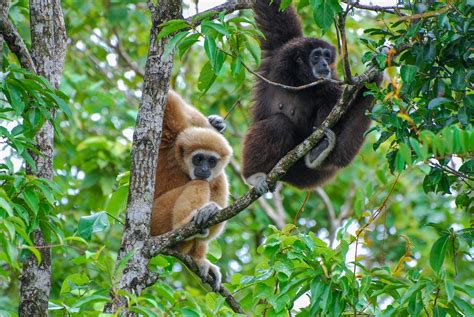 Born To Be Wild A Quest To Save The Singing Apes Of South East Asia