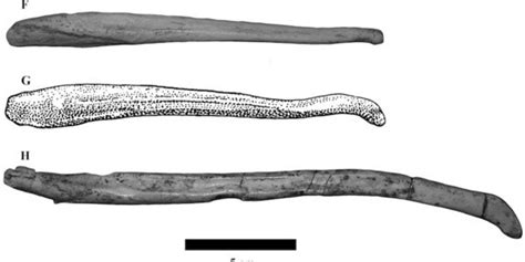Bear Penis Fossils Spotlight Mating Habits Of Ancient Species Huffpost