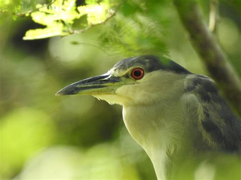 Nycticorax Nycticorax Municipio De Malambo Departamento D Flickr
