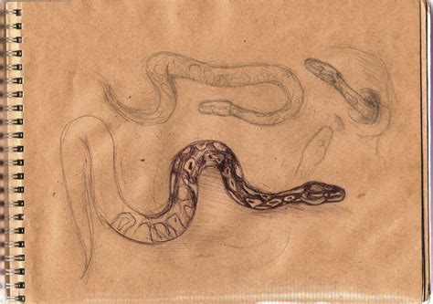 Python Regius By Psychotropicapple On Deviantart