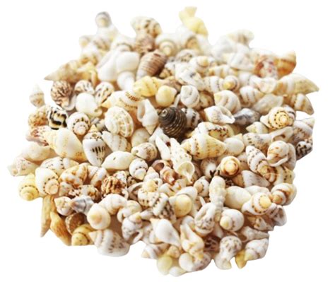 14 Inches Tiny Mixed Nassa Shells Michaels