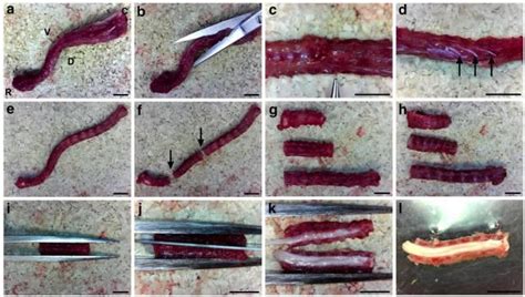 加个实验背根神经节细胞原代提取 知乎