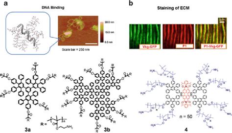 Dendritic Polyelectrolyte Interaction With A Dna And B The Ecm Download Scientific Diagram