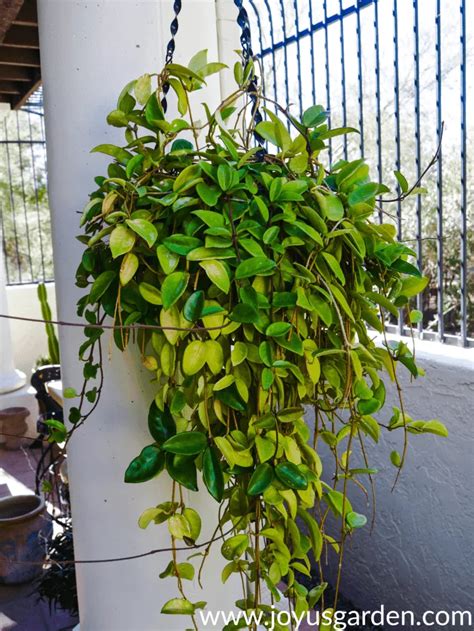 Care Tips For Growing Hoya Plants Outdoors Joy Us Garden