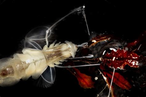 Swimming Crustacean Eats Unlikely Food Source In The Deep Ocean Whoi