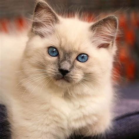 Pin Af Angela Vancleve På Ragdoll Cats And Kittens