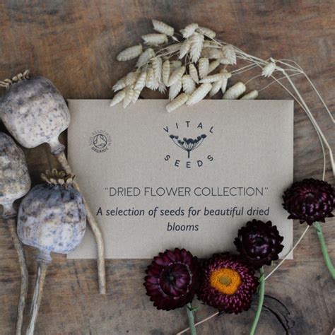 Dried Flowers Seed Collection Vital Seeds