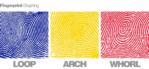 Loop Arch And Whorl Fingerprints