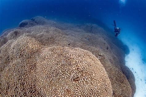 Scientists Say Worlds Largest Coral Found Near Solomon Islands