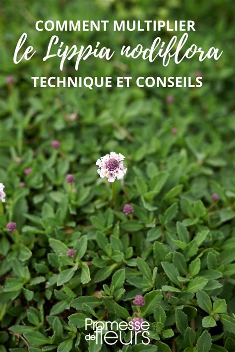 Comment Multiplier Le Lippia Ou Phyla Nodiflora Phyla Nodiflora