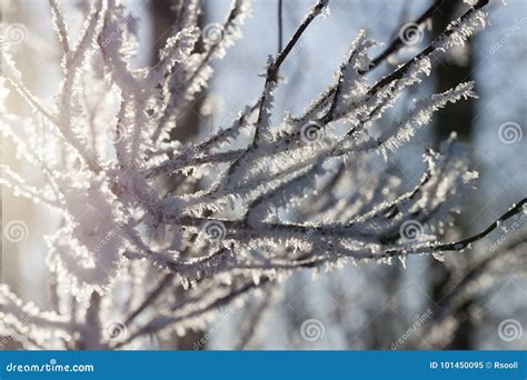Hoarfrost On The Branches Of A Tree Stock Image Image Of Bare