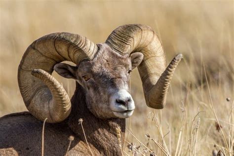 12 Animals With Epic Horns And Tusks Fact Animal
