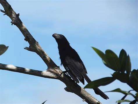 200 Smooth Billed Ani Foto Foto Stok Potret And Gambar Bebas Royalti