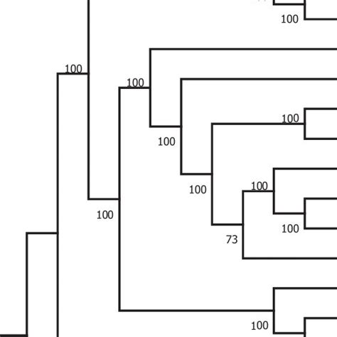 Maximum Likelihood Ml Phylogenetic Tree Based On Complete Chloroplast